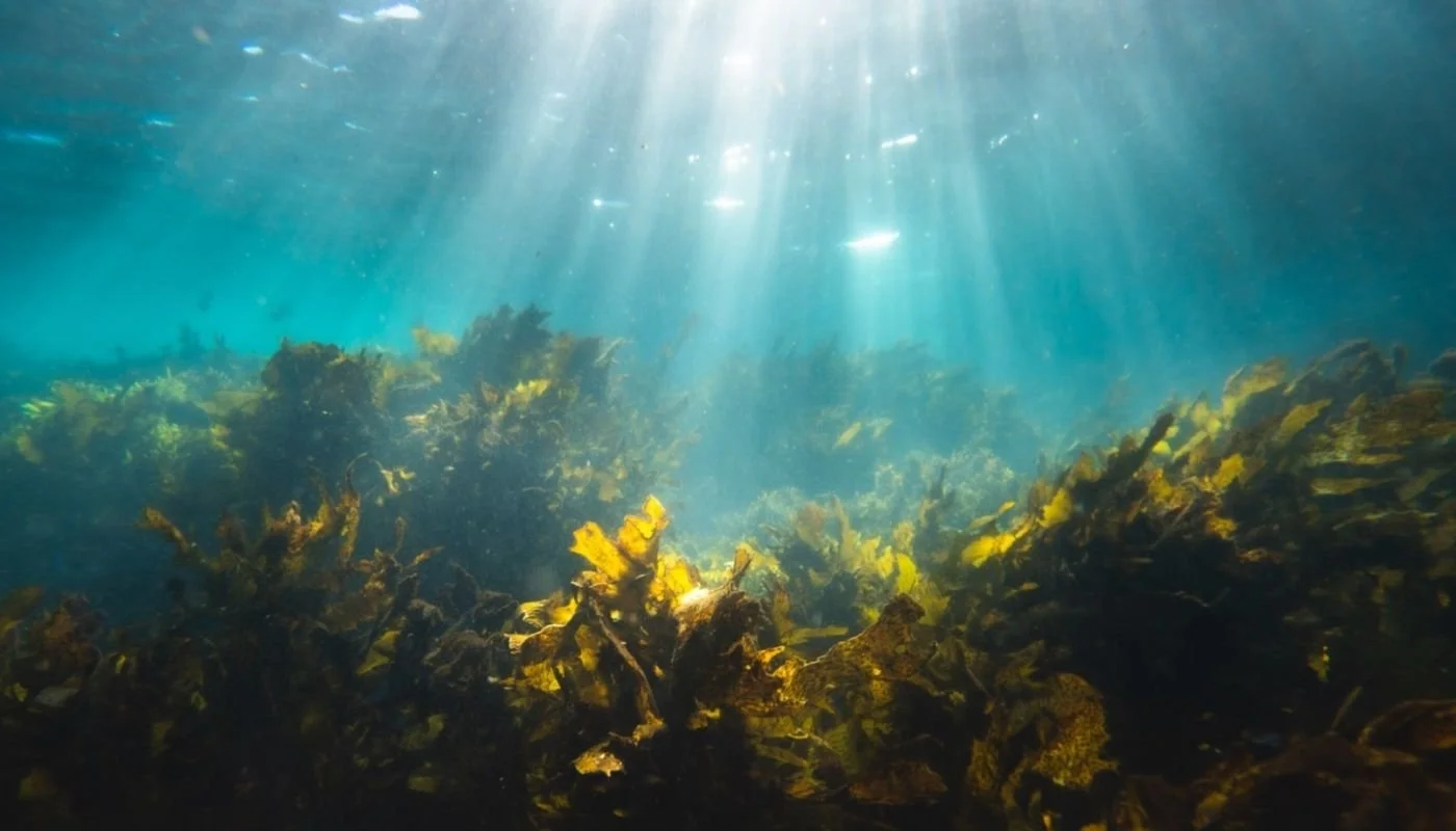 Atlantic Irish Seaweed