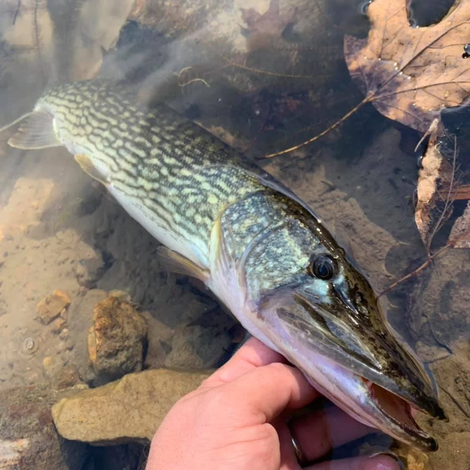 Targeting the Elusive Chain and Grass Pickerel — River King Fishing