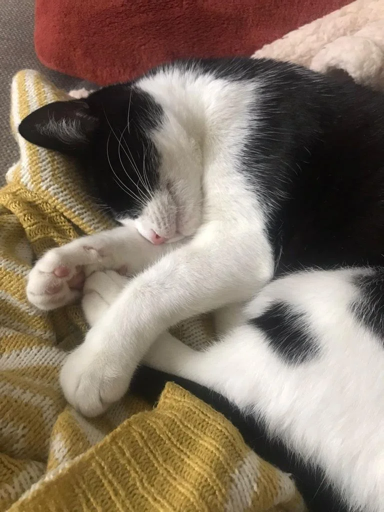 Ciarah's Cattery