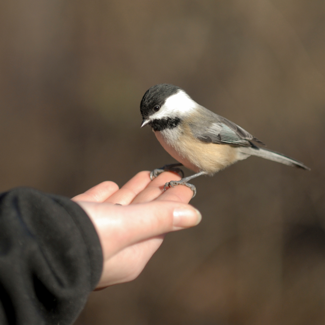 Program Offerings — Ruthven Park National Historic Site