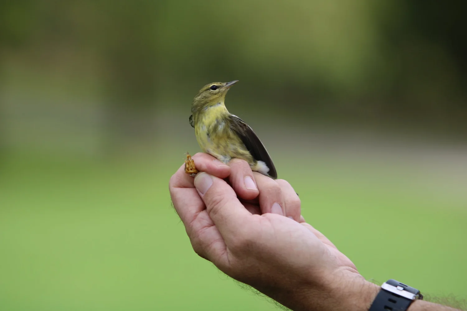 Ruthven Park National Historic Site