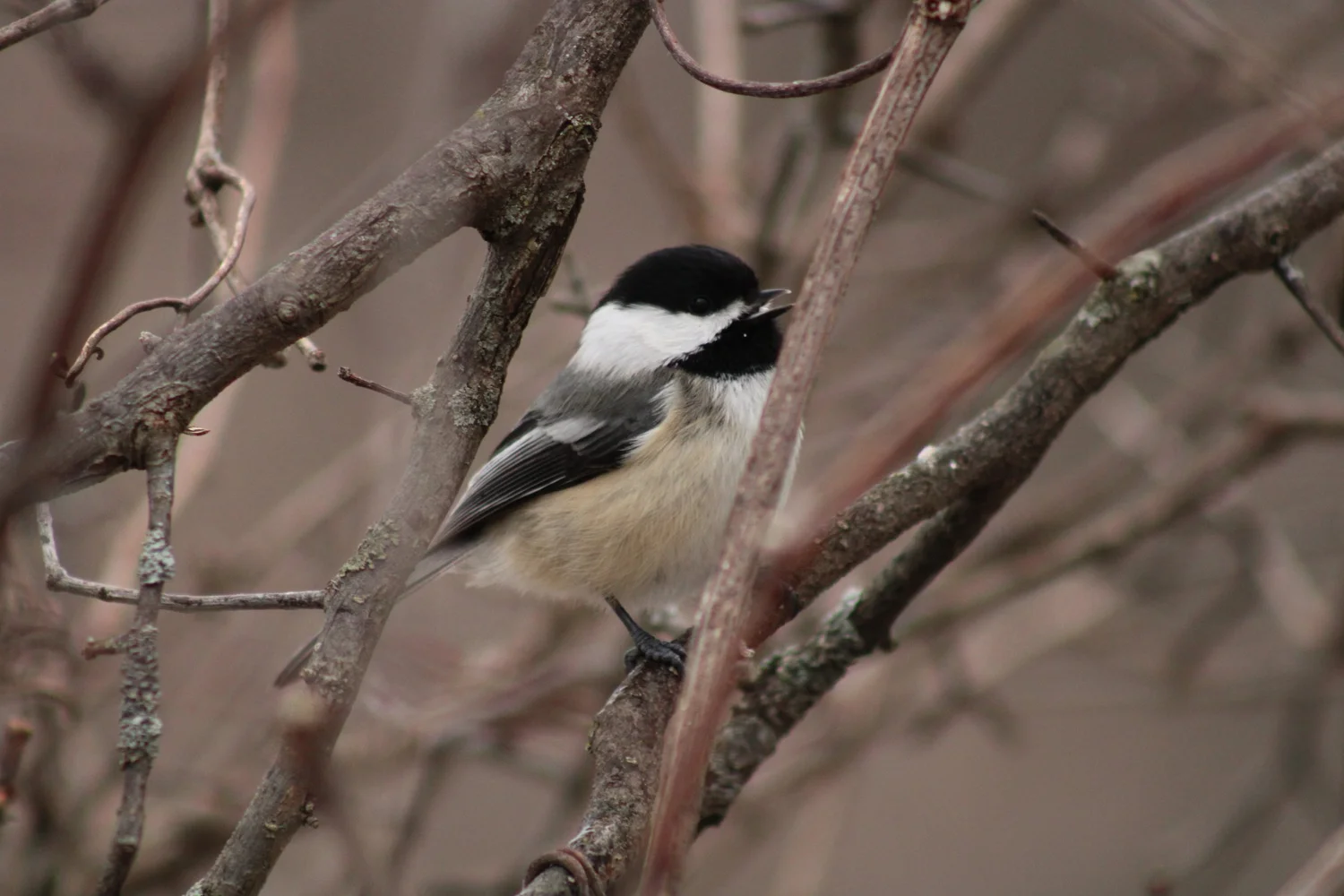 Ruthven Park National Historic Site