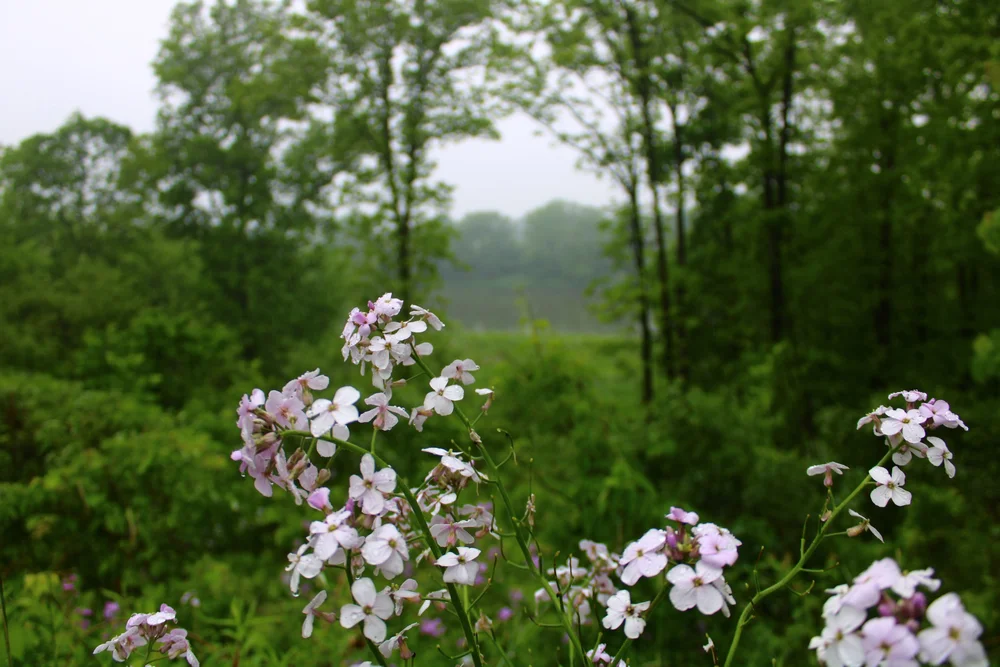 Ruthven Park National Historic Site