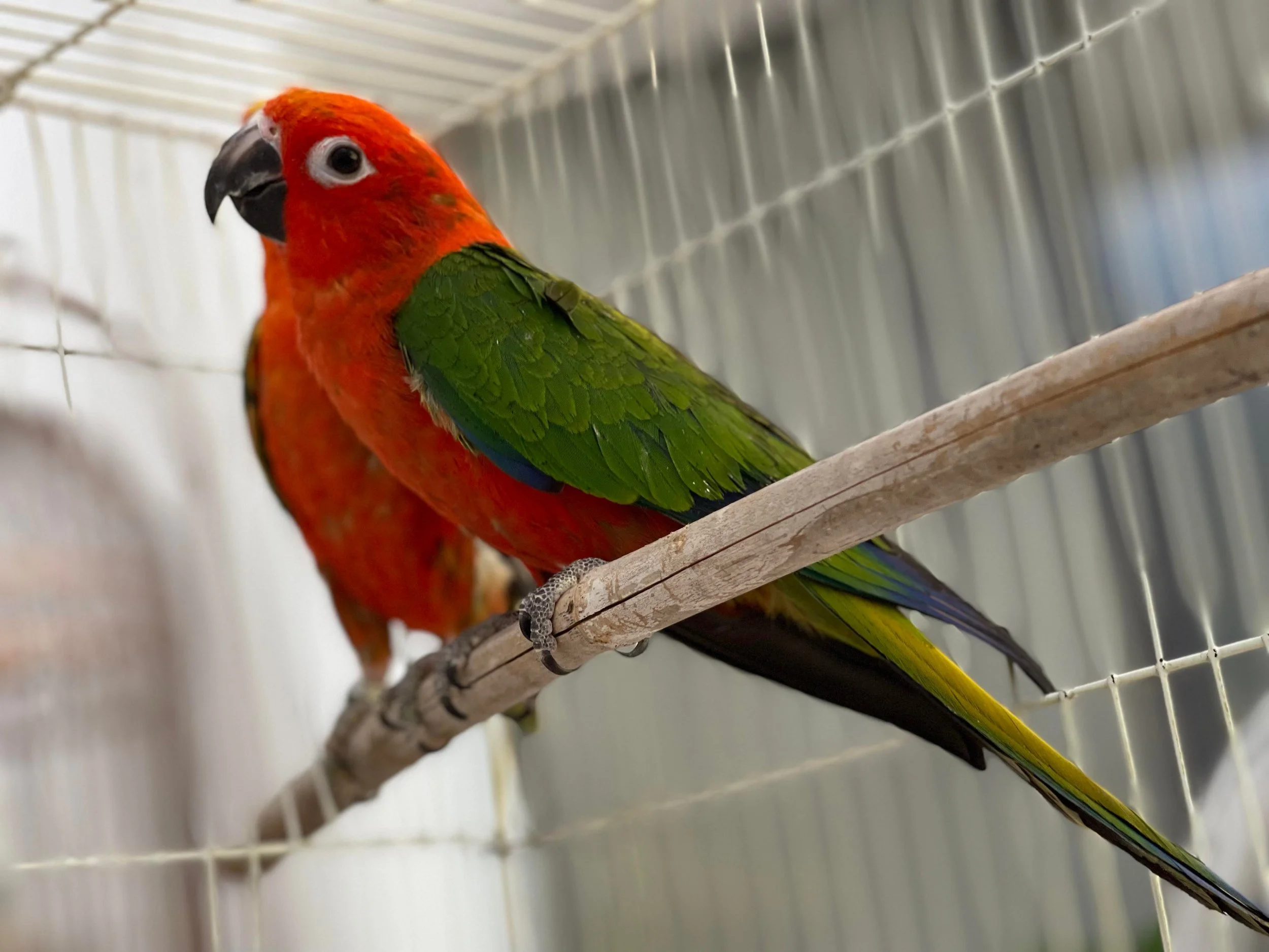 Policies — Rain Blossom Birds