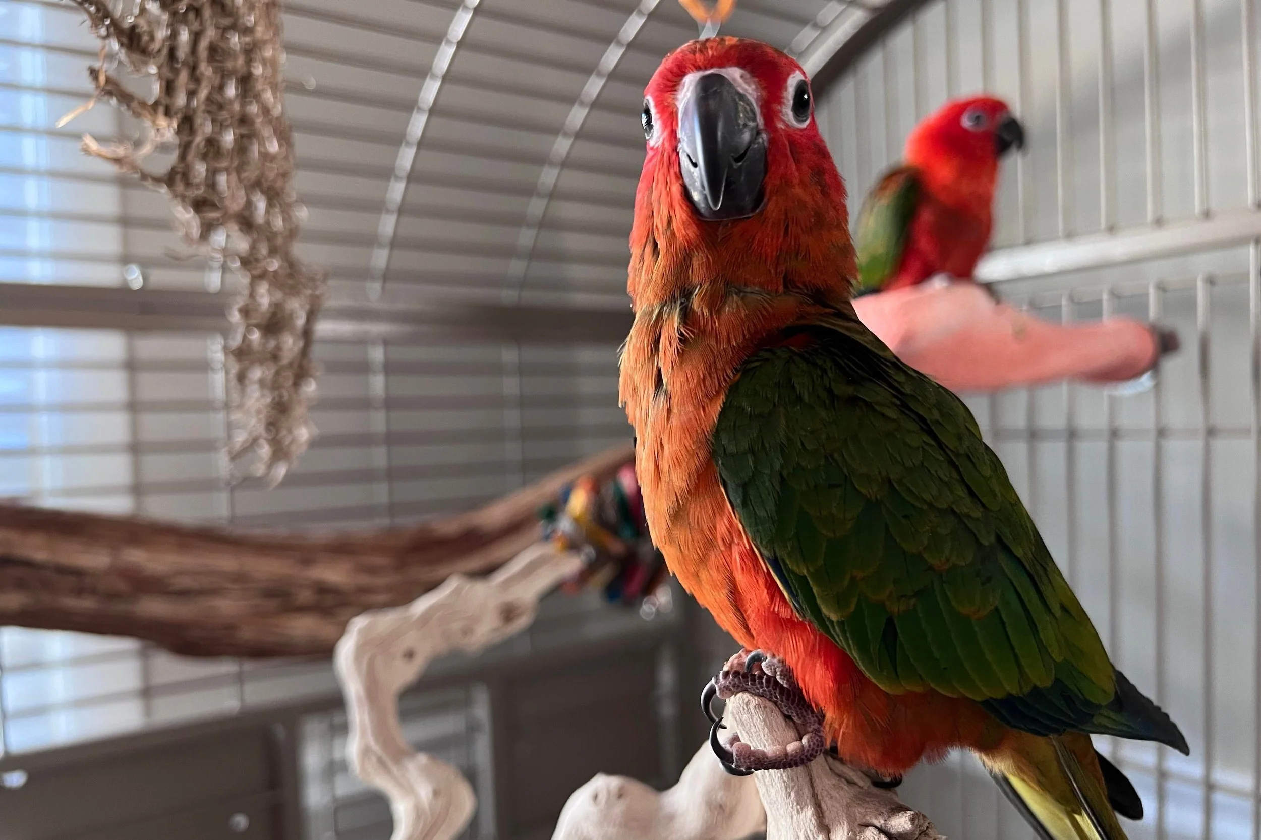 Breeding Programs — Rain Blossom Birds