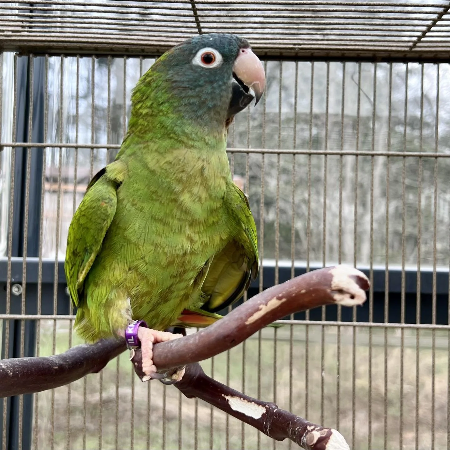 Breeding Programs — Rain Blossom Birds