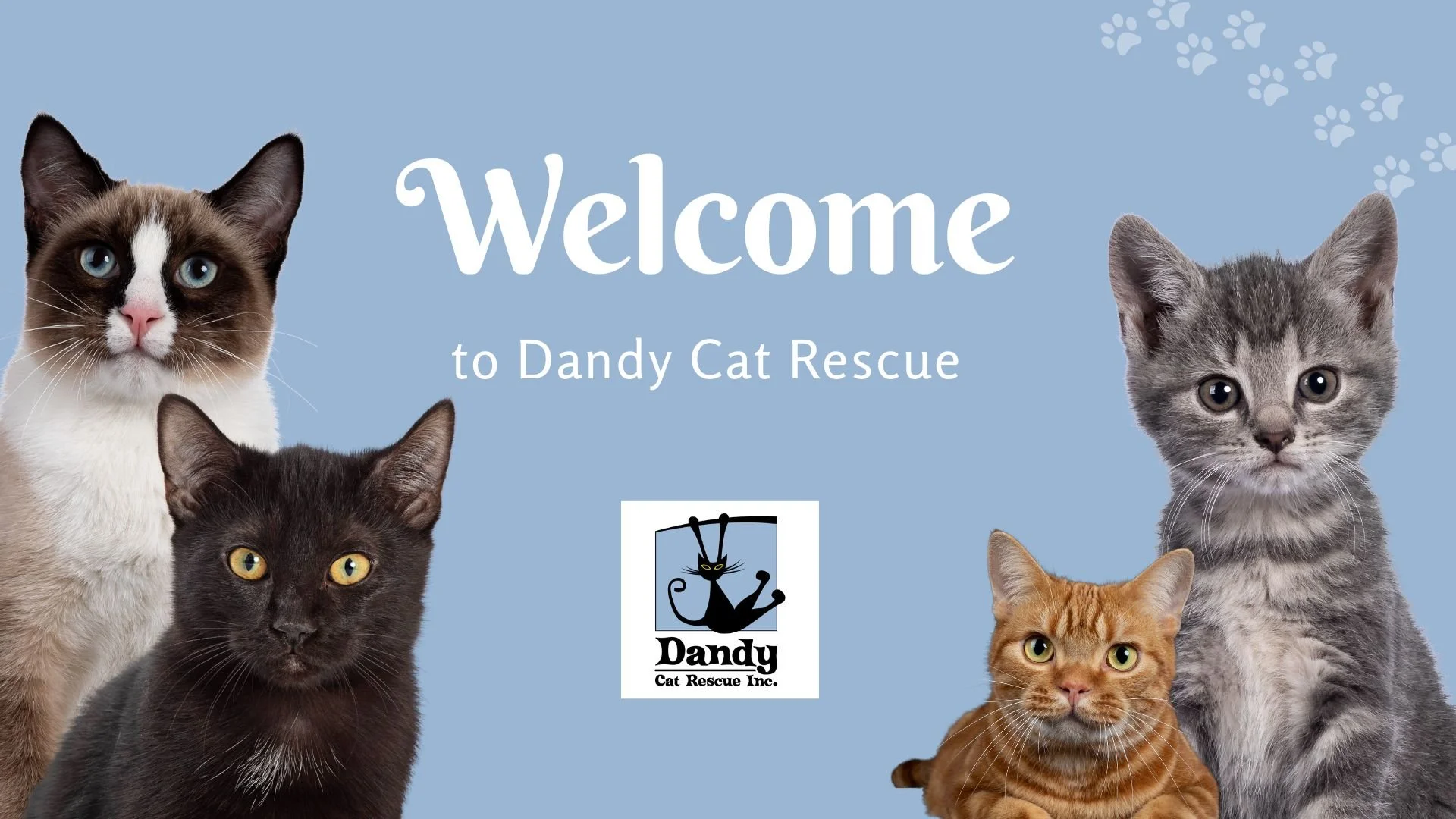 Dandy Cat Rescue