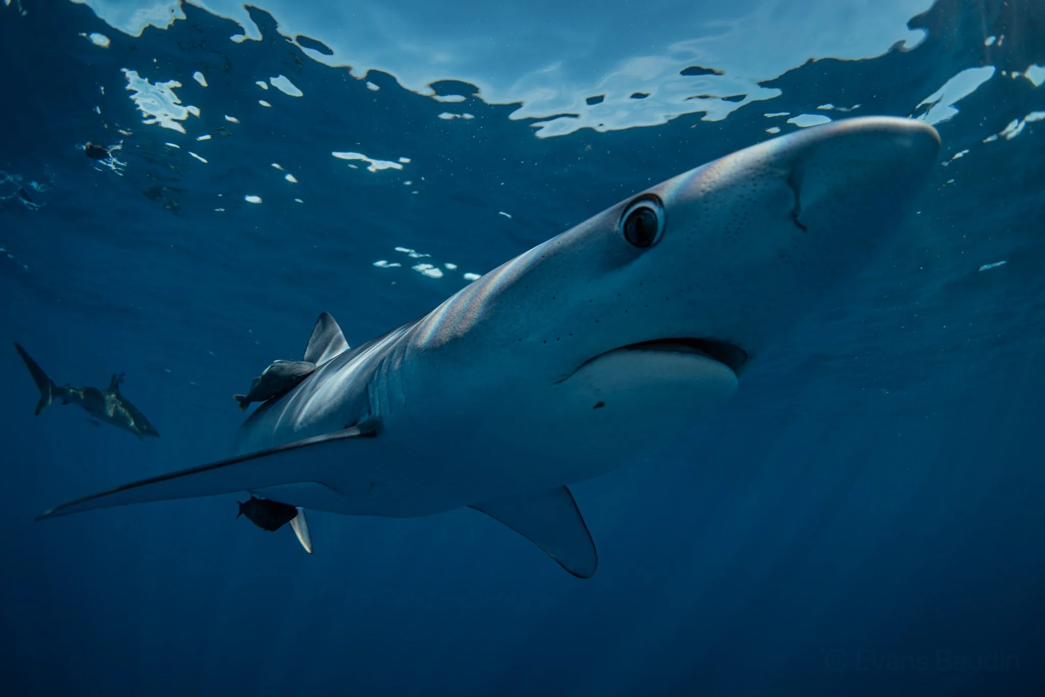 Current Research — Shark Research Mexico