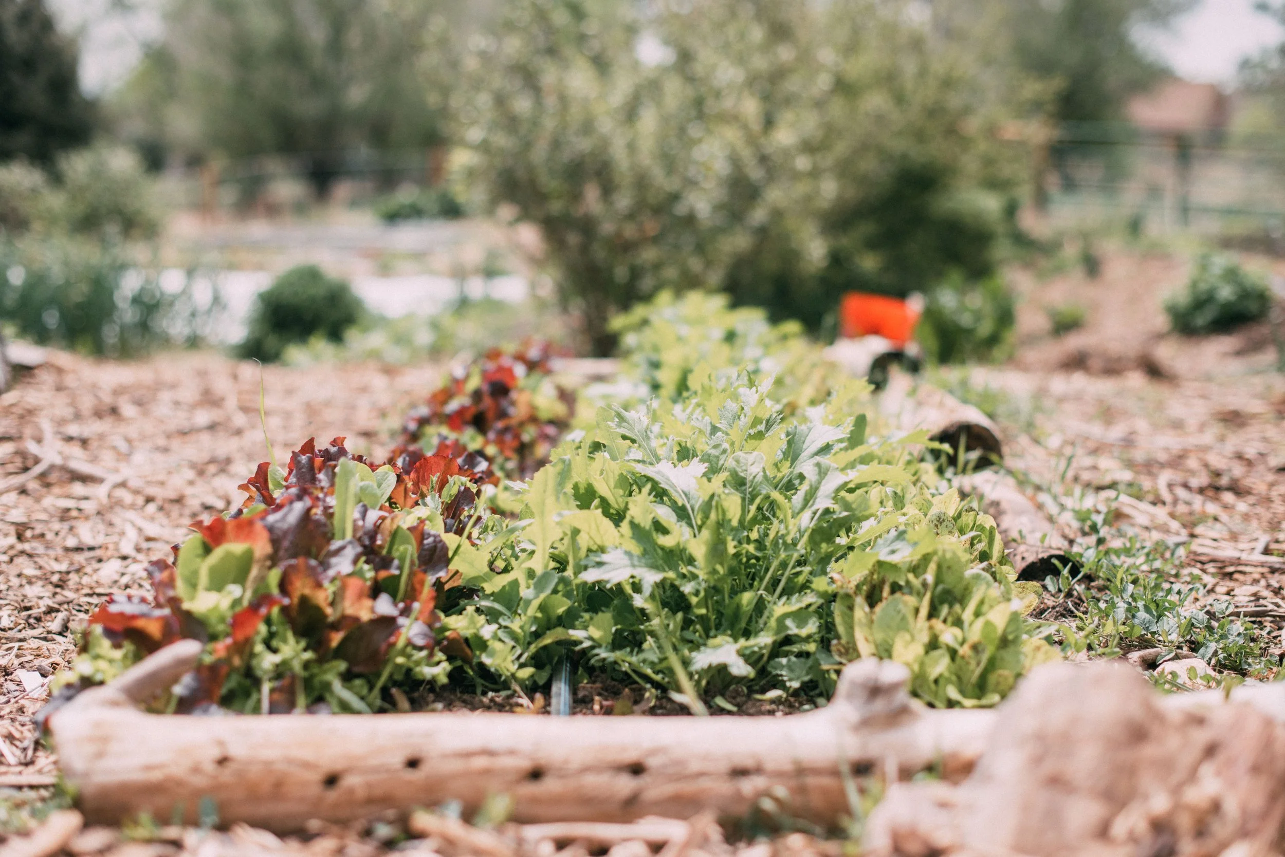 Food Justice & Sovereignty Program (FJS) — Harvest Of All First Nations