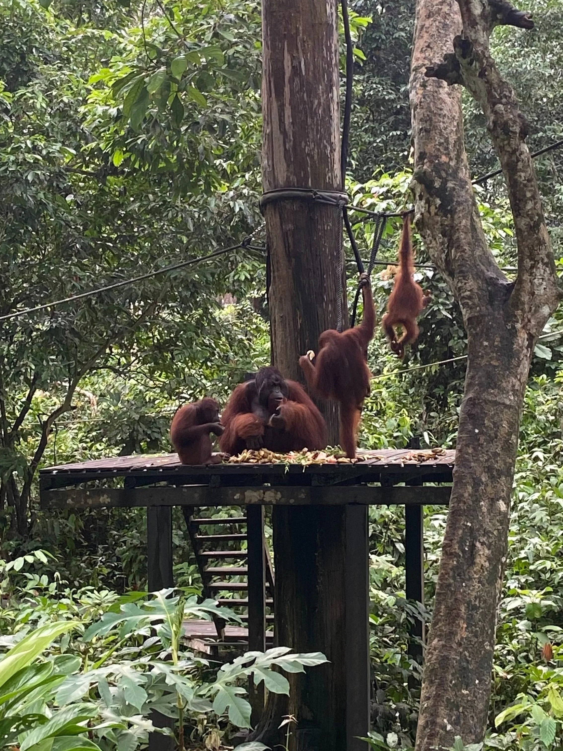 Where To See Orangutans In The Wild — Slower Travels