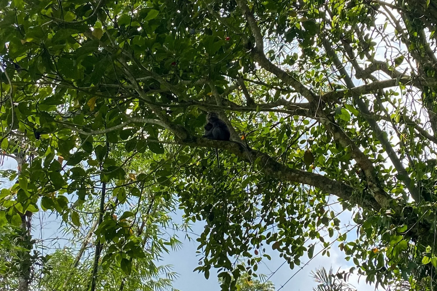 Ultimate Guide to Tetebatu, Lombok in Indonesia — Slower Travels