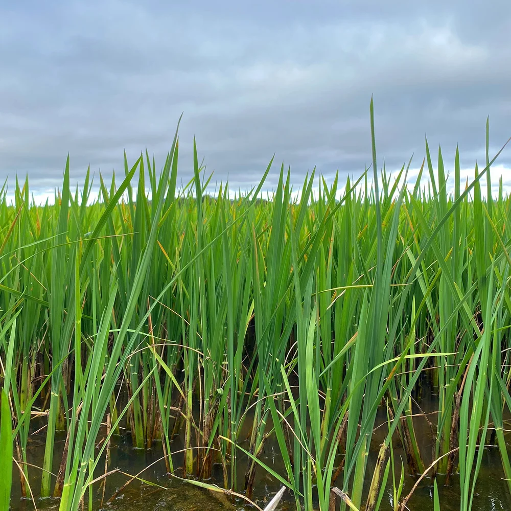 Arroz de Cricos no Vale do Mondego — Gastronautas