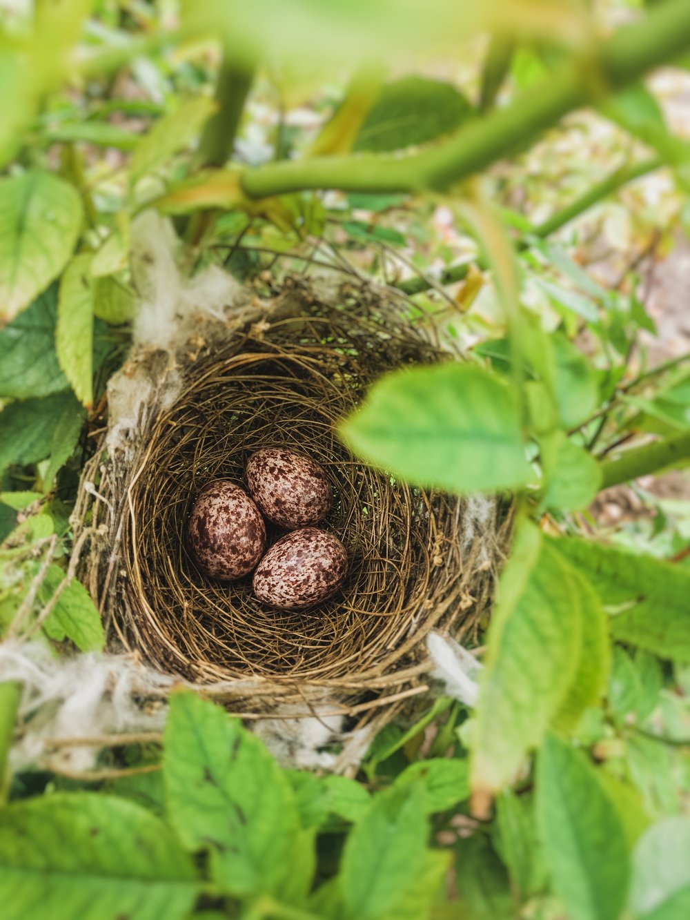 Le coucou, un oiseau aussi mythique que..parasite ! — Callianthus