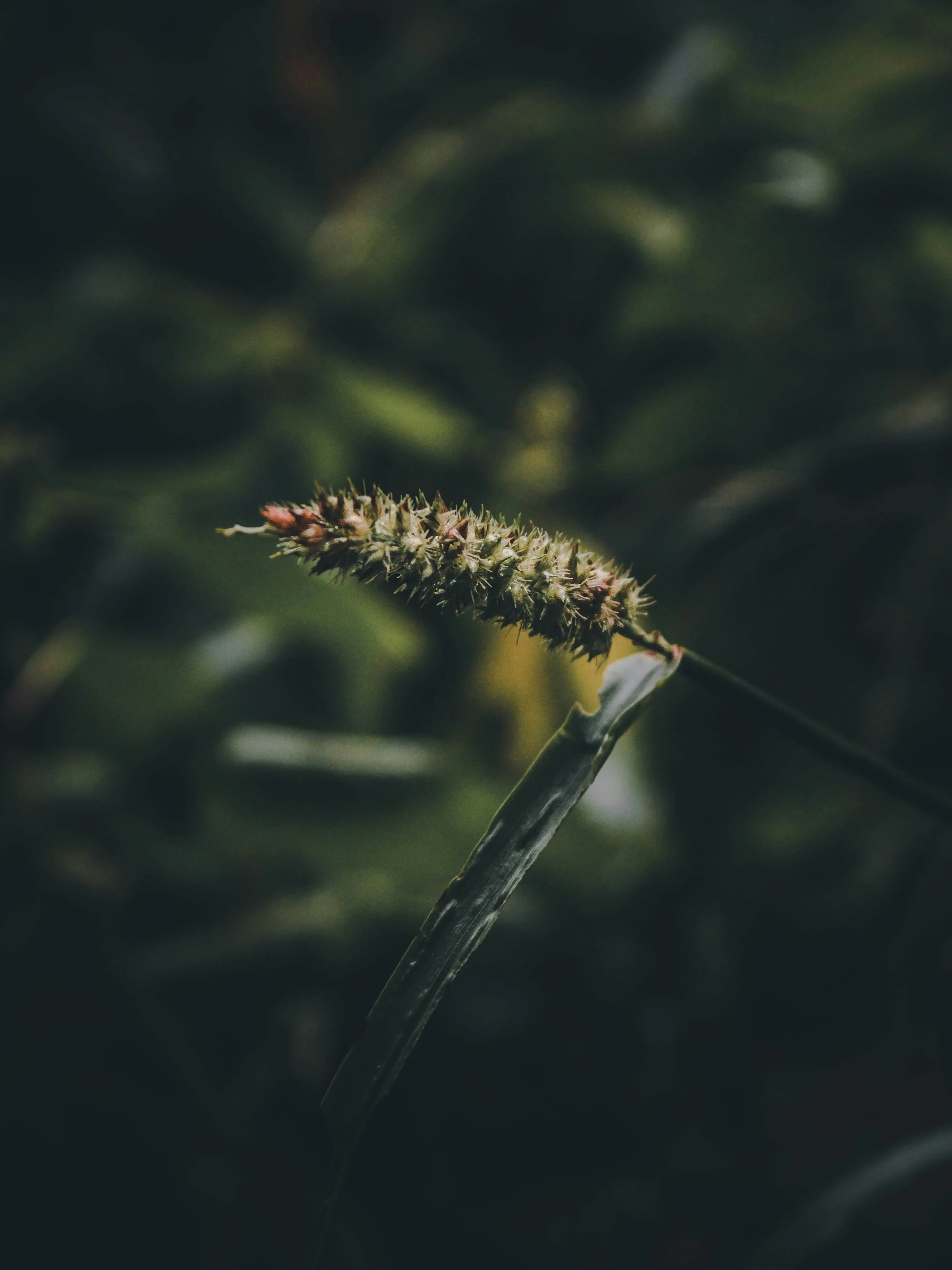 🌿 L’herbe d’égarement : une légende des anciens sentiers 🌿 — Callianthus