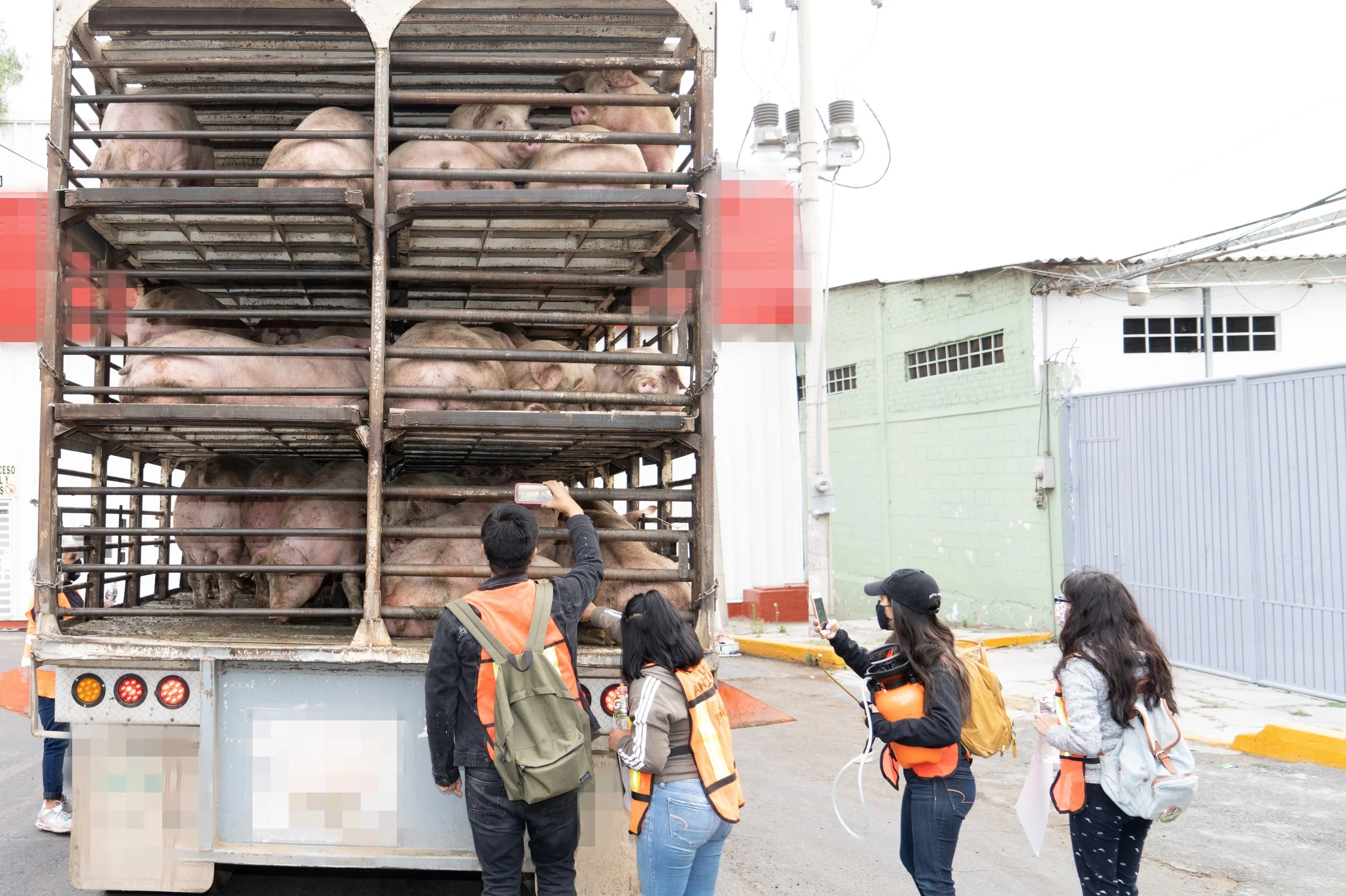 Nuestras acciones — CDMX Animal Save