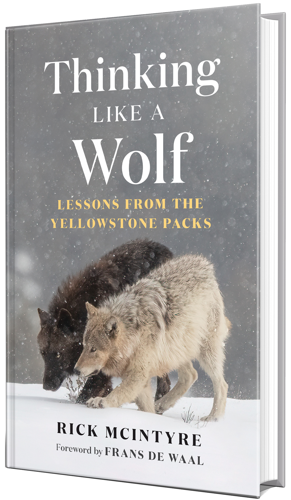 Thinking Like a Wolf — Rick McIntyre