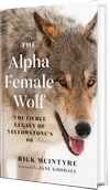 The Alpha Female Wolf — Rick McIntyre
