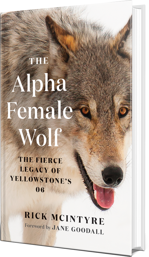 The Alpha Female Wolf — Rick McIntyre