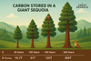 Info | Giant Sequoia Reforestation — THE GREAT RESERVE