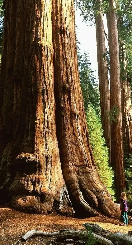 Info | Giant Sequoia Reforestation — THE GREAT RESERVE