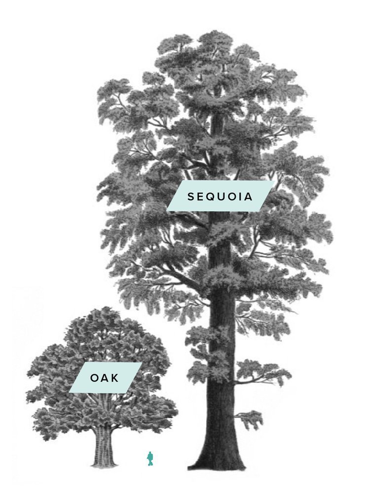 Info | Giant Sequoia Reforestation — THE GREAT RESERVE