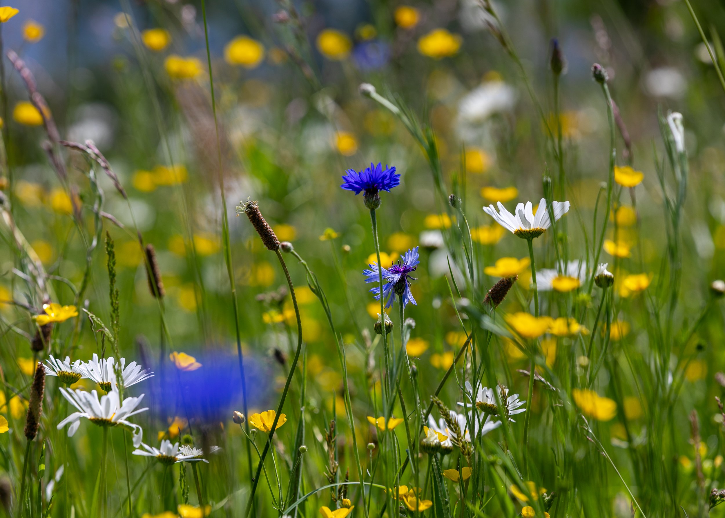 West Wight People and Place: John Jordan and the Wildflower Meadows ...