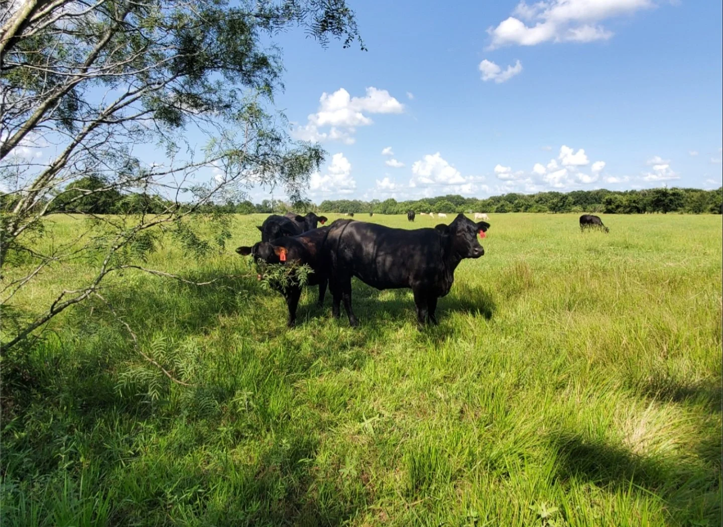 WK Cattle Company | Small Batch, Pasture Raised, Beef & Chicken ...