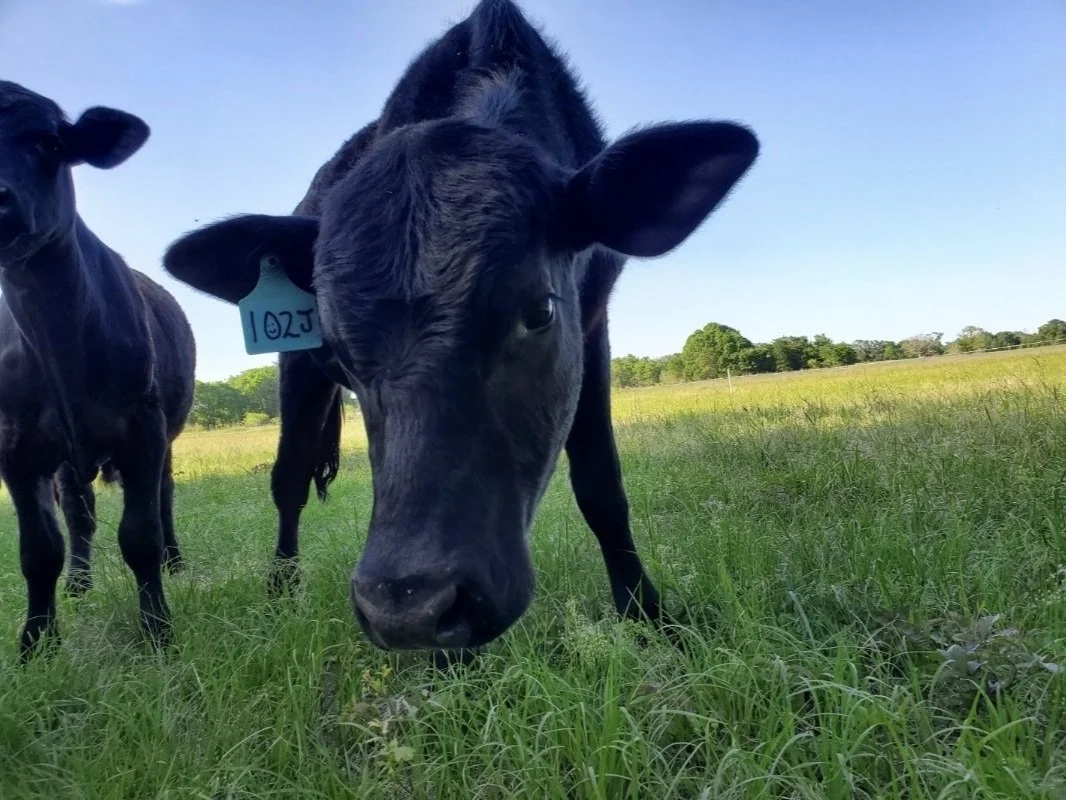 WK Cattle | Ranch Raised Texas Beef | Limestone County, TX