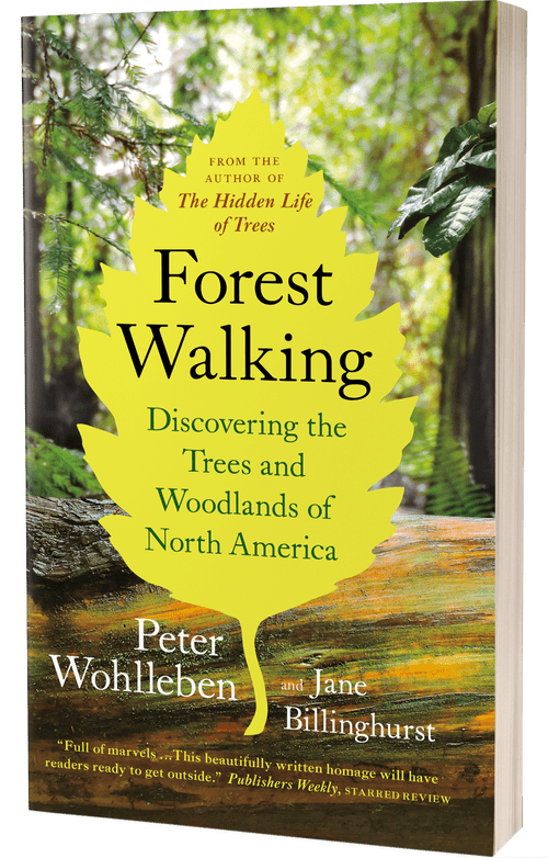 Forest Walking — Peter Wohlleben