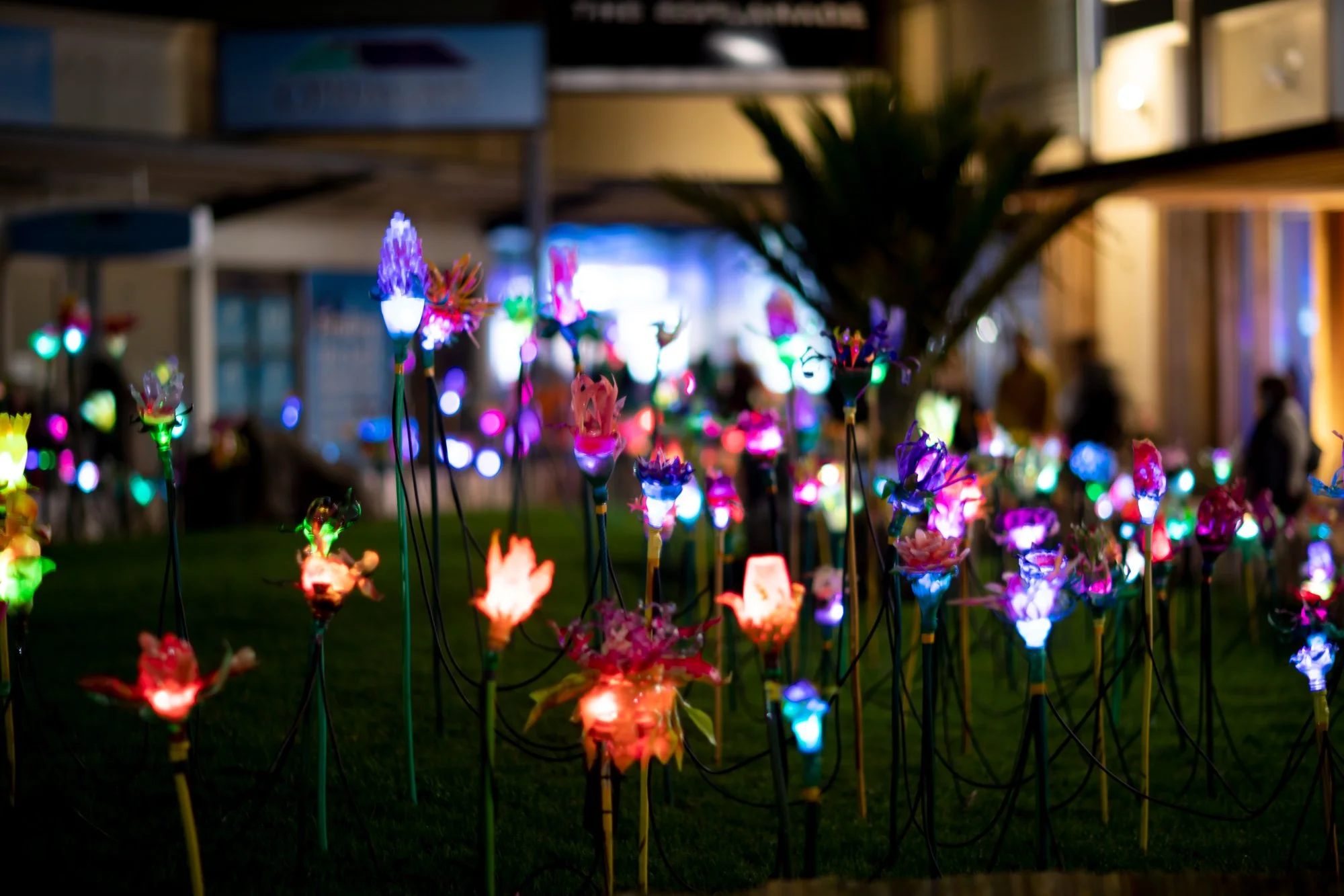 Info — Light Up Whakatane