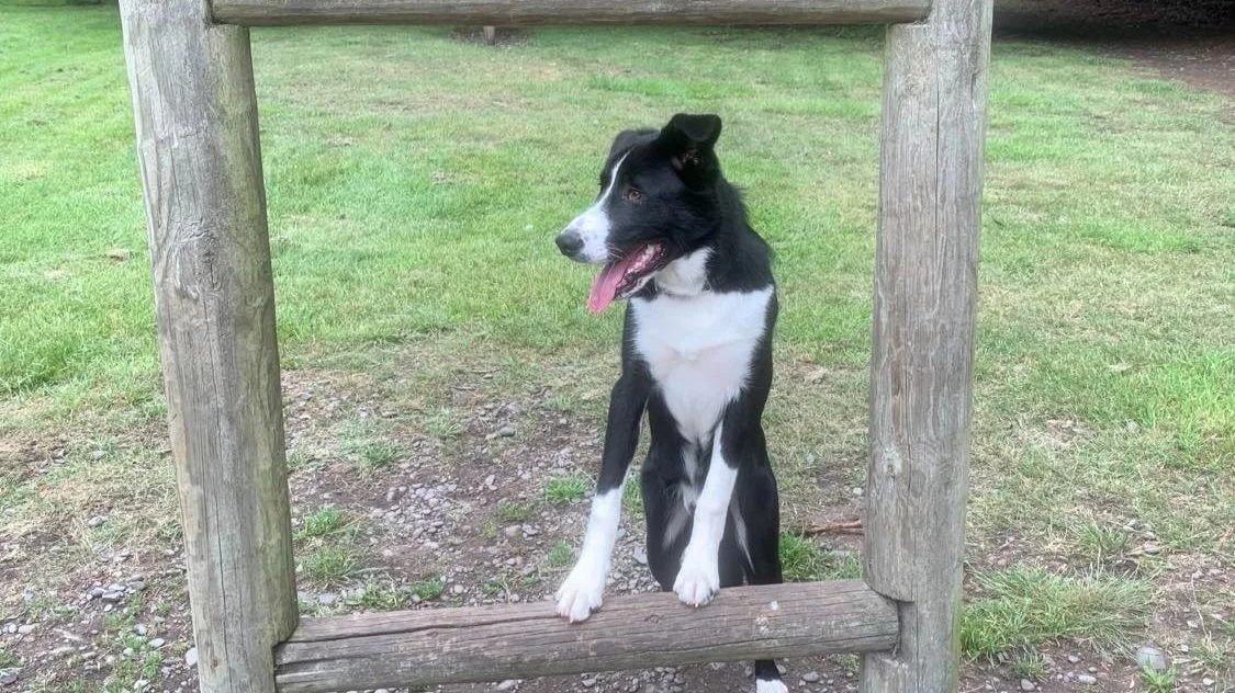 What Happened To Ace The Dog