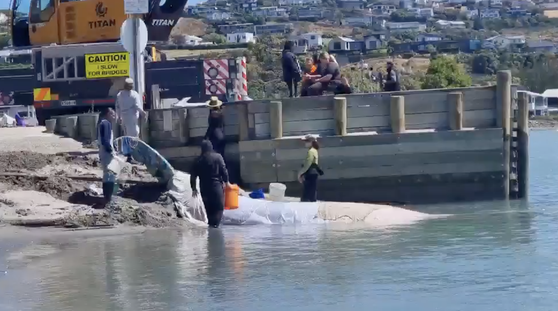 Dead whale brought to shore for burial - Chris Lynch Media