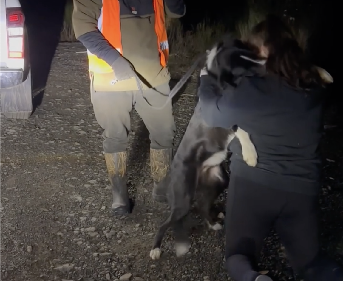 ️ WATCH: MISSING DOG WHO SURVIVED FATAL CRASH FOUND ALIVE, REUNITED ...