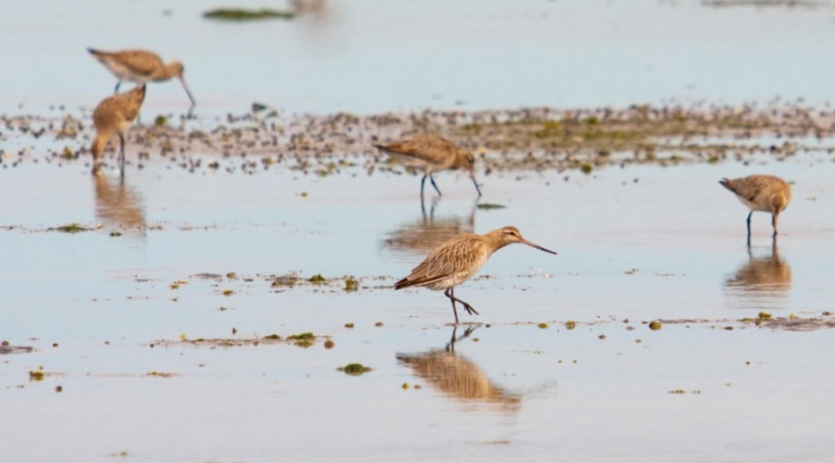 The godwits have returned, heralding spring - Chris Lynch Media