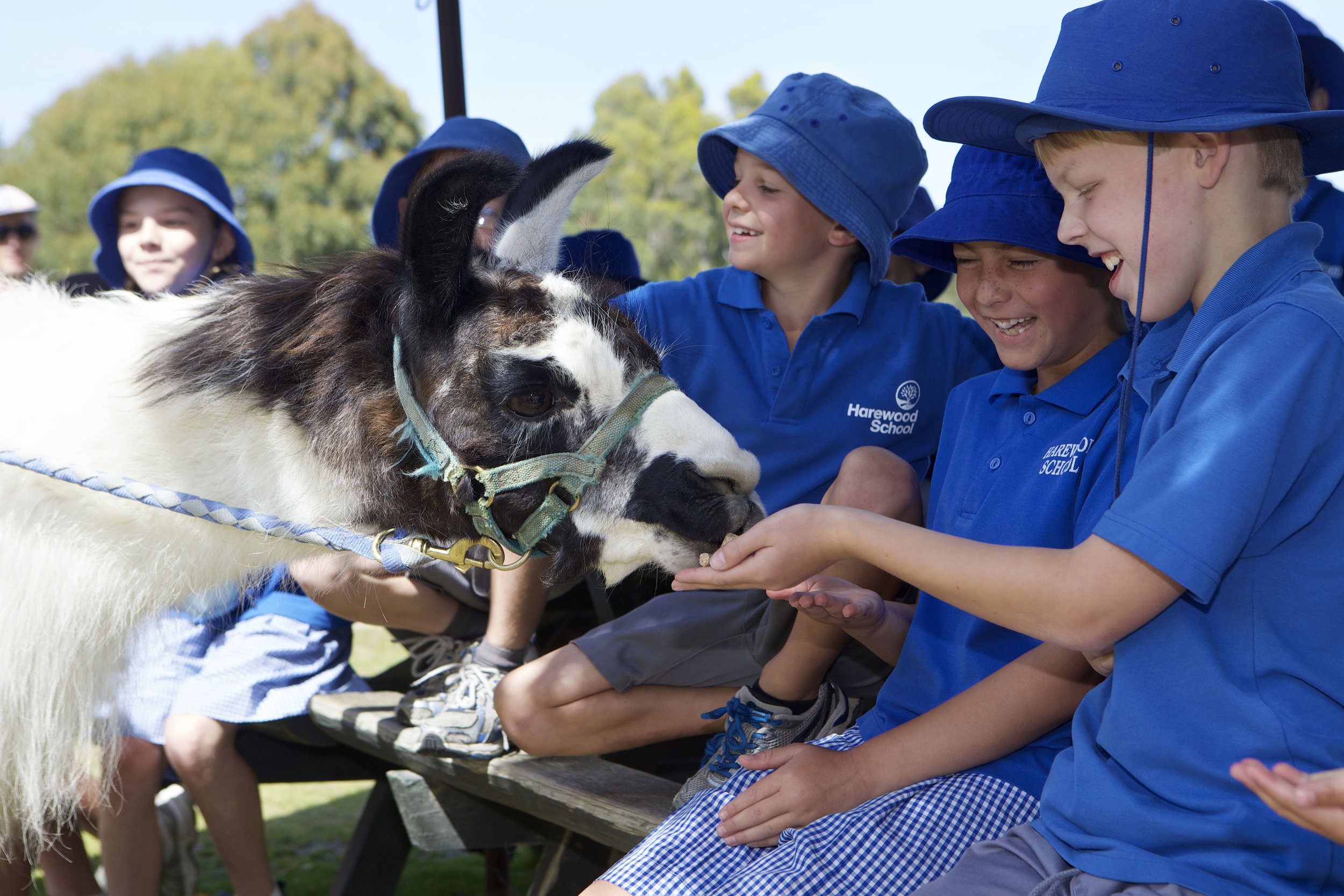 Orana staff mourn the loss of elderly llama, Roldo - Chris Lynch Media