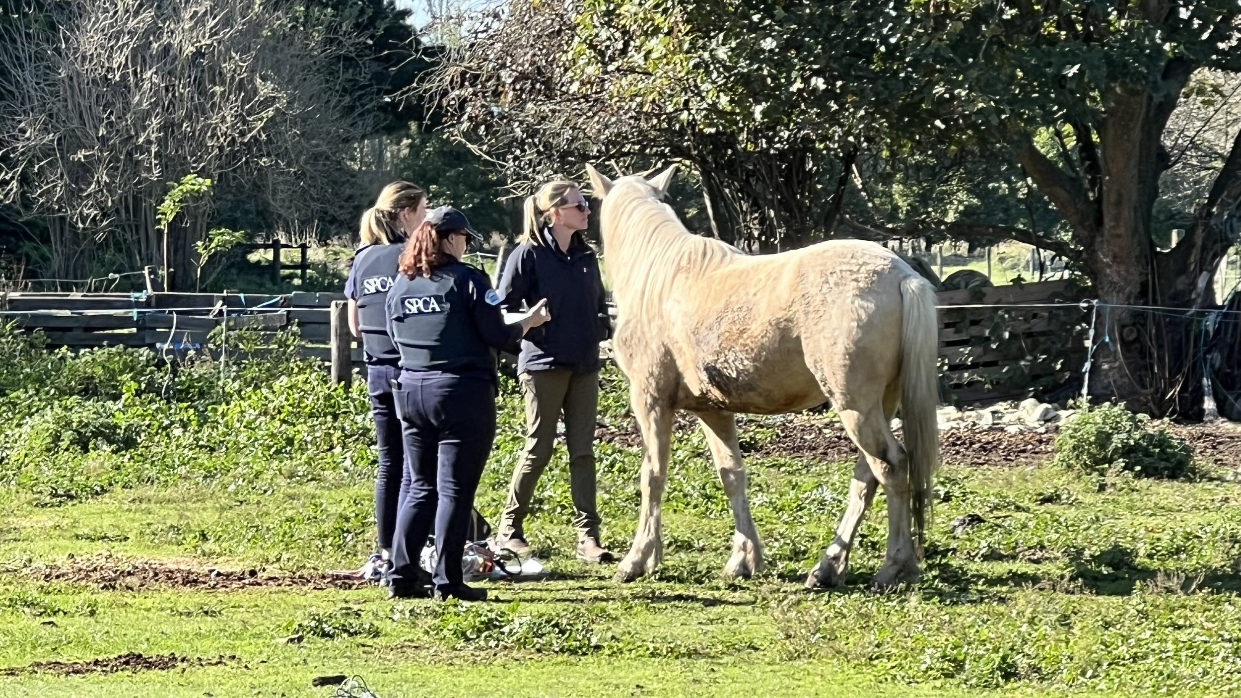 SPCA & police at Yaldhurst property part of “ongoing investigation ...