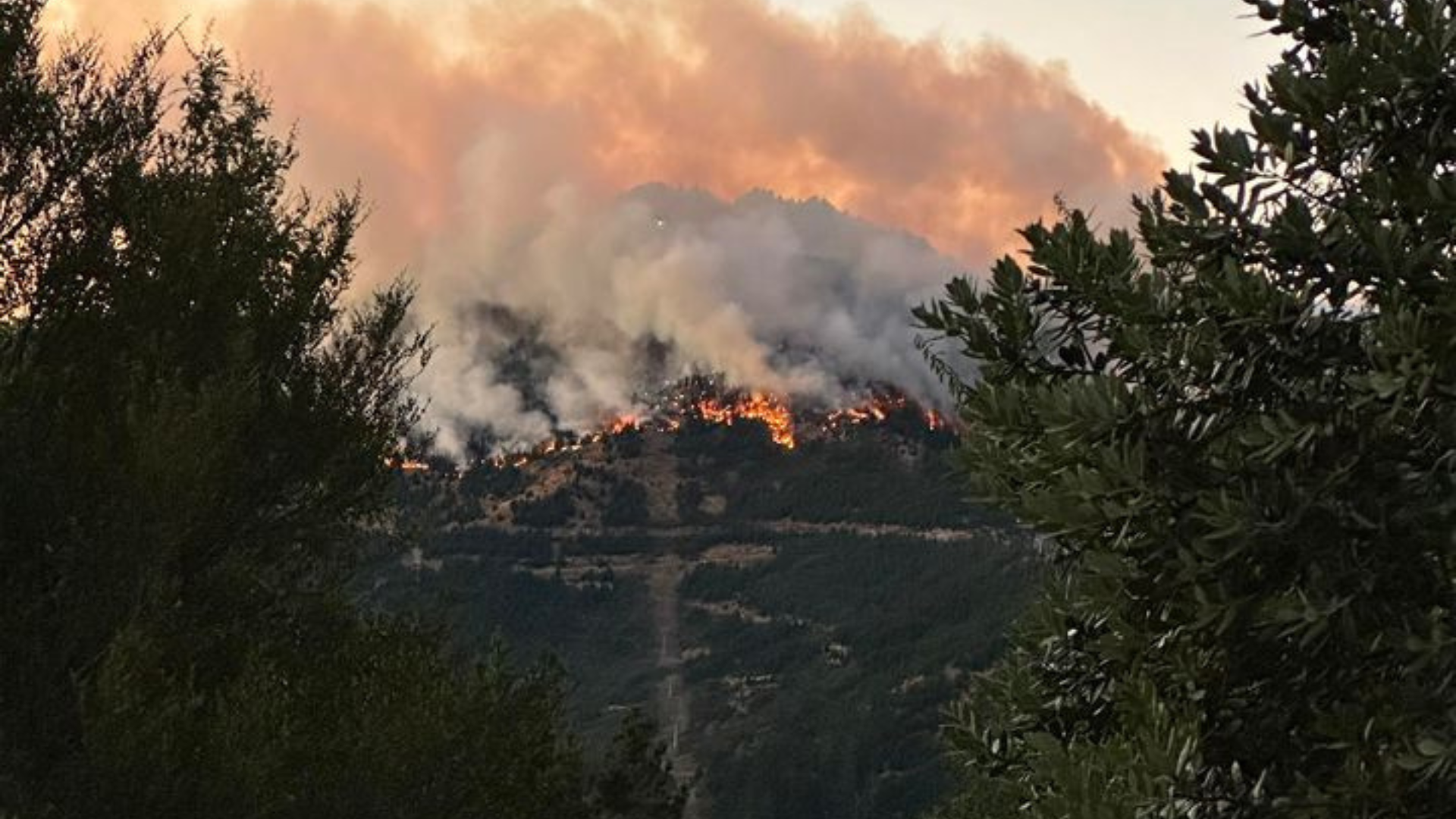 Day 2: Port Hills wildfire — Chris Lynch Newsroom