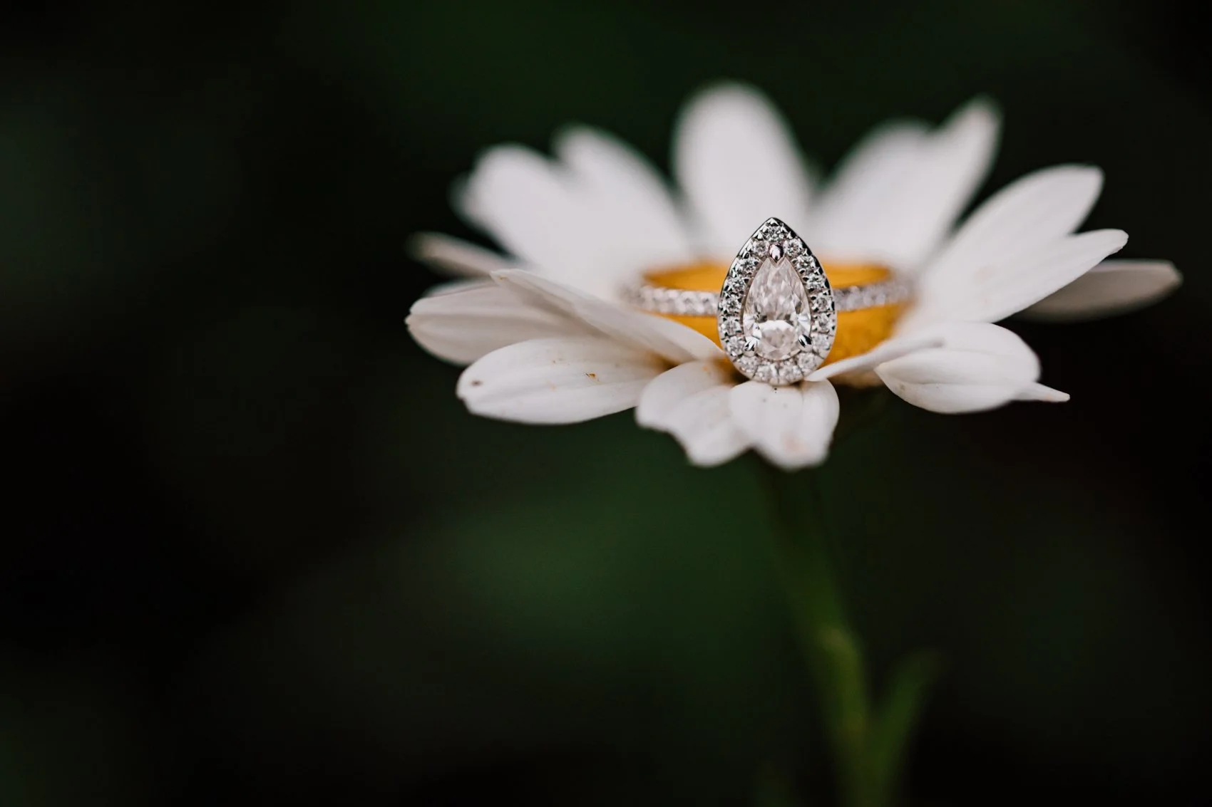 Kristina + Walter’s E. M. Rose Garden Engagement at Thornden Park ...
