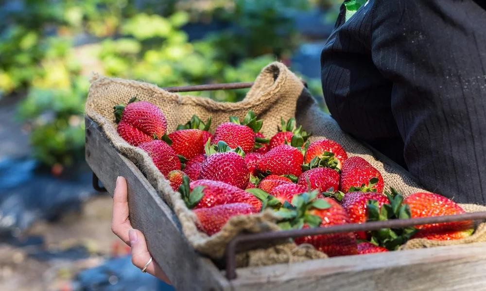 BIG4 Mount Compass Caravan Park