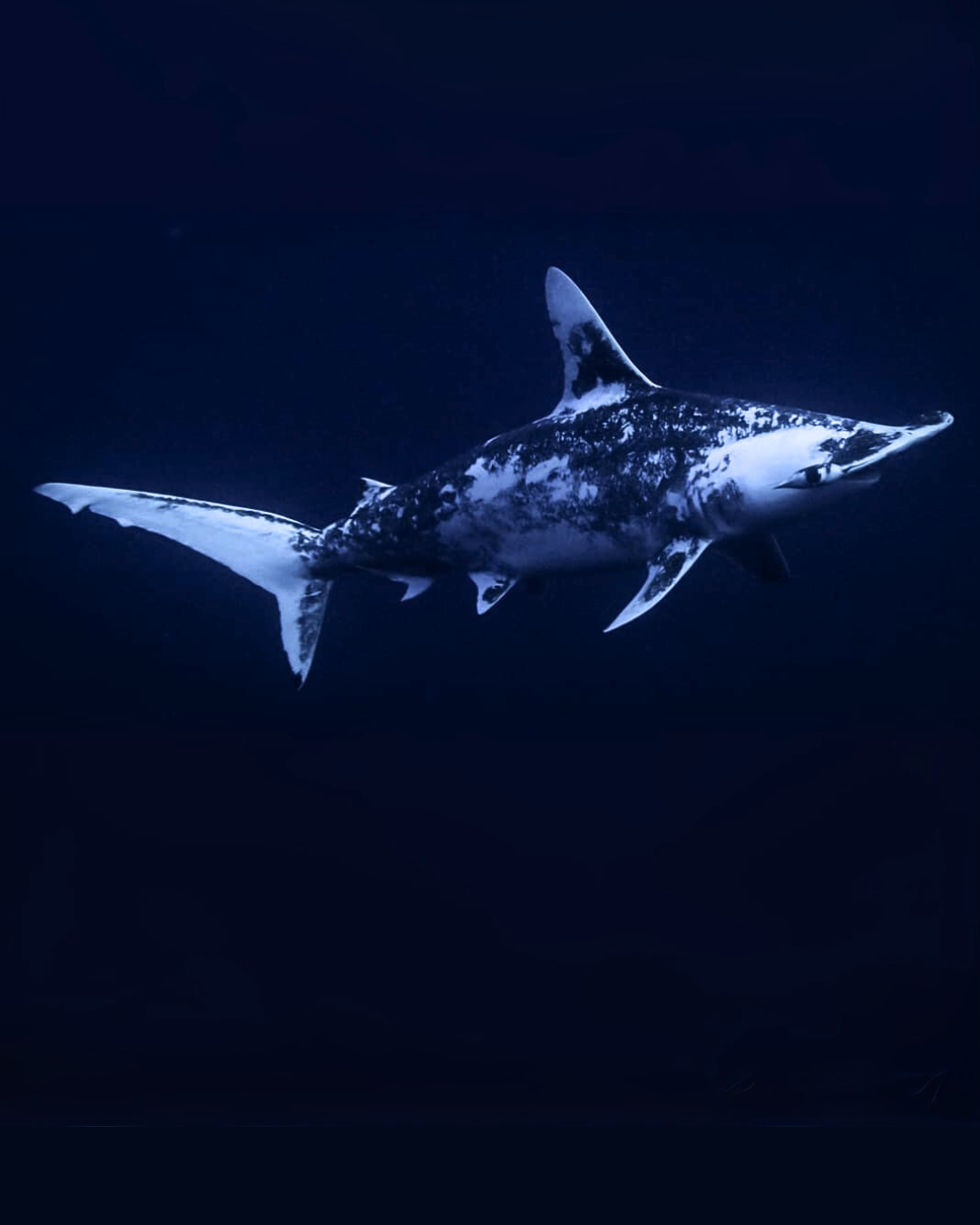 Miyaru - Maldives Shark Research and Conservation