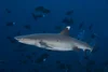 Miyaru - Maldives Shark Research and Conservation