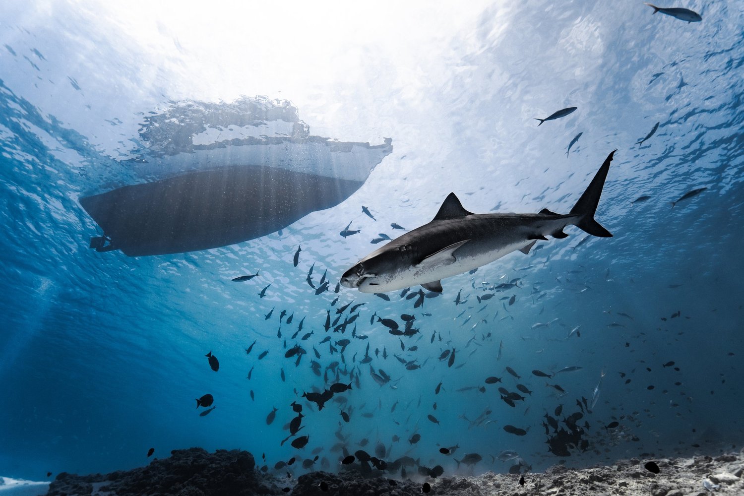 Miyaru - Maldives Shark Research and Conservation