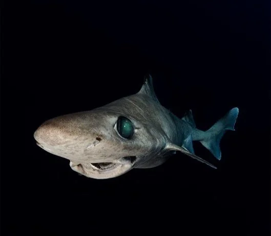DEEP SEA SHARKS - FUNN KANDU MIYARU — Miyaru Programme