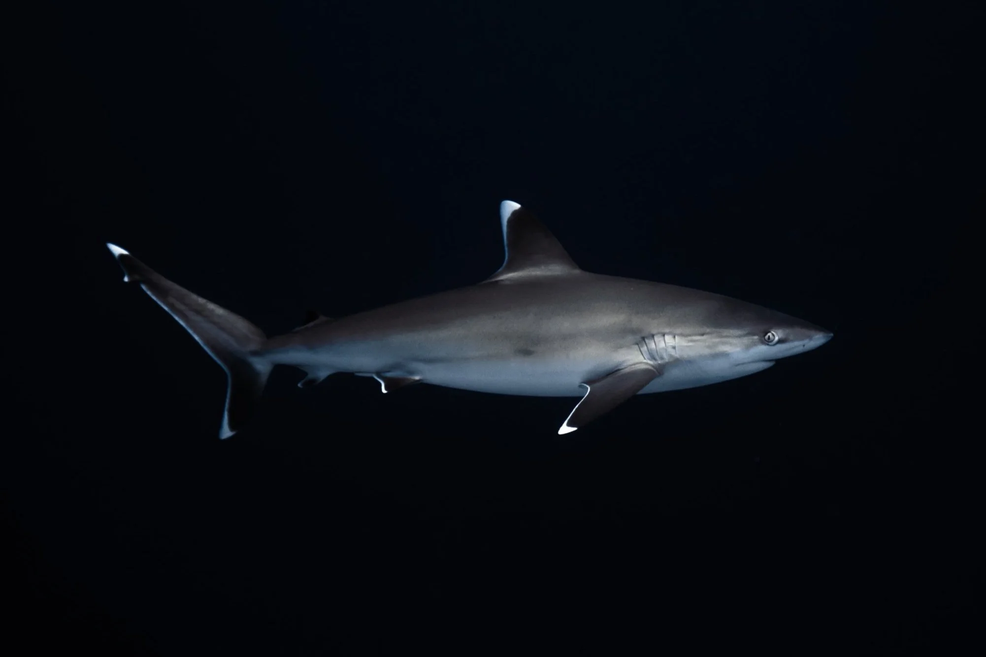 Miyaru - Maldives Shark Research and Conservation
