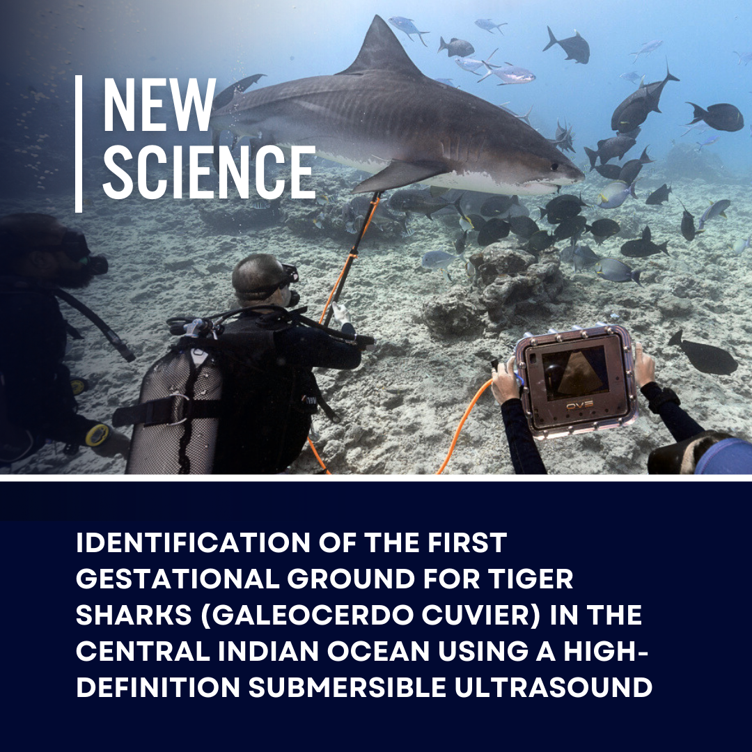Miyaru - Maldives Shark Research and Conservation