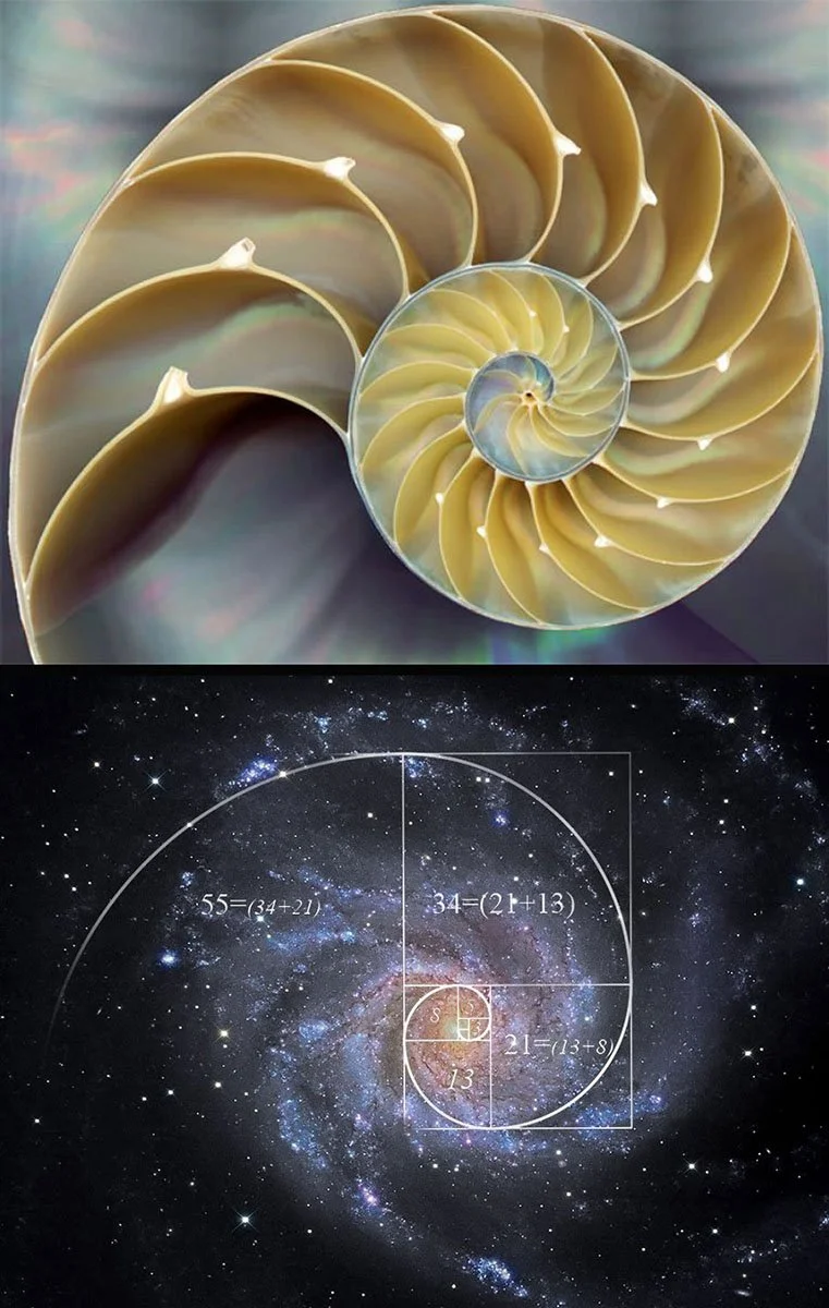 Look at a Shell and see the Universe: My Sacred Geometry Retreat with ...