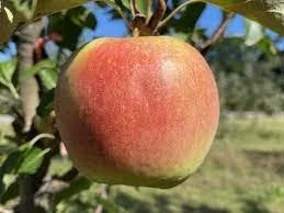 Store 1 — Strafford County Conservation District