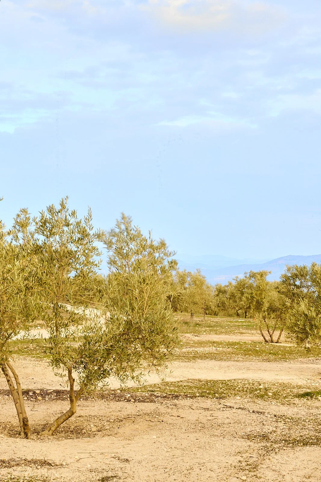 The Hotel — Finca las Calmas boutique hotel & retreats