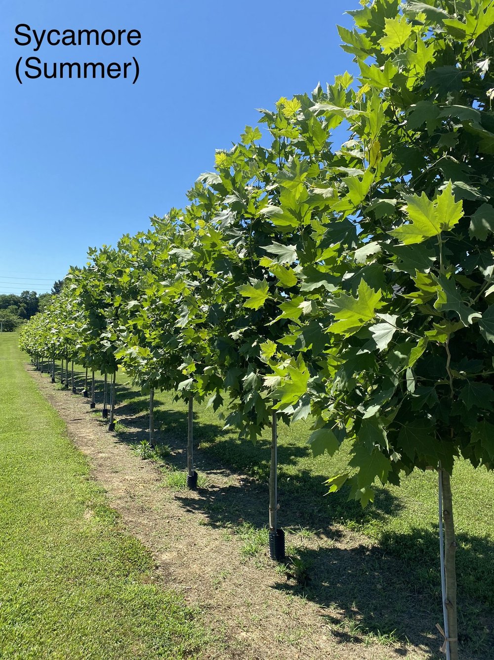 Trees — Landscape Services Inc.