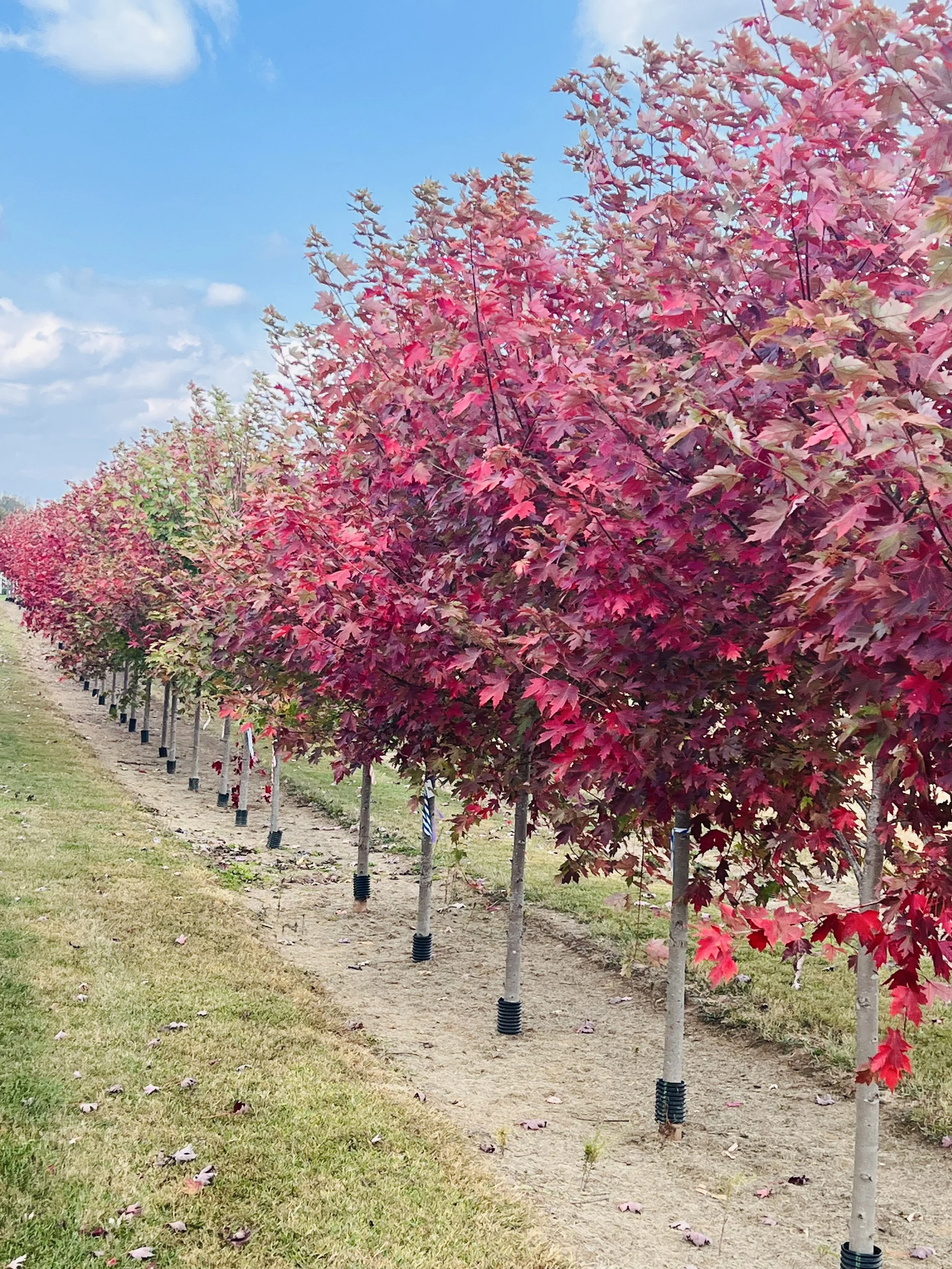 Trees — Landscape Services Inc.